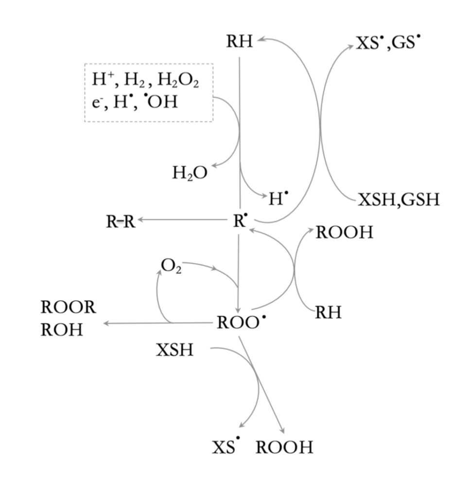A physicochemical modeling of the FLASH effect – Gryphon Center for A.I ...